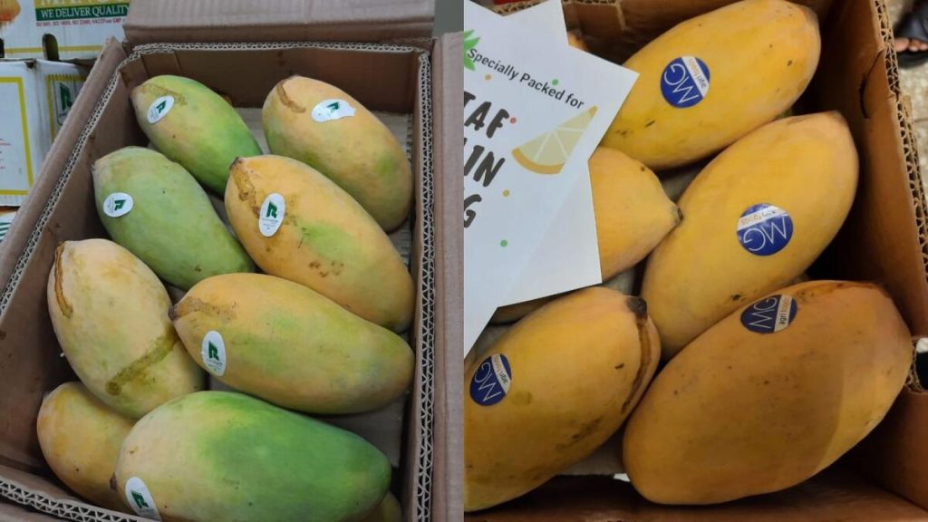 Pakistani mangoes arrive in UAE; will it be cheaper this year ...