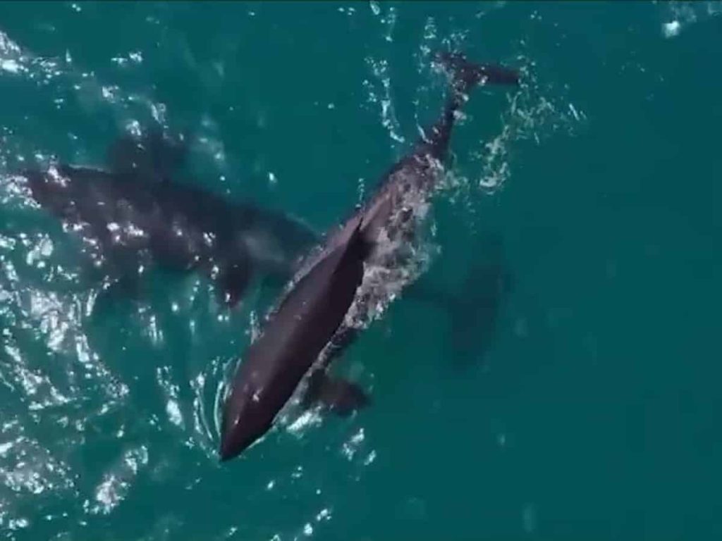 Killer whale spotted in Abu Dhabi in Dubai waters - UAE Times